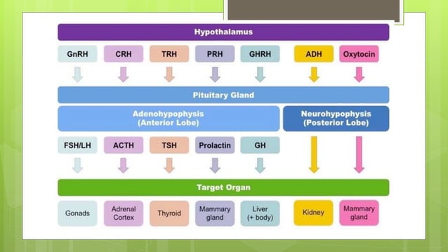 INFLUENCE OF ENDOCRINE SYSTEM ON PERIODONTIUM | PPTX | Dental Health ...