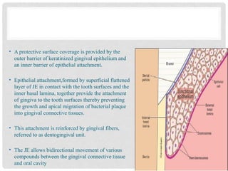 Various Defense mechanism of gingiva.pptx
