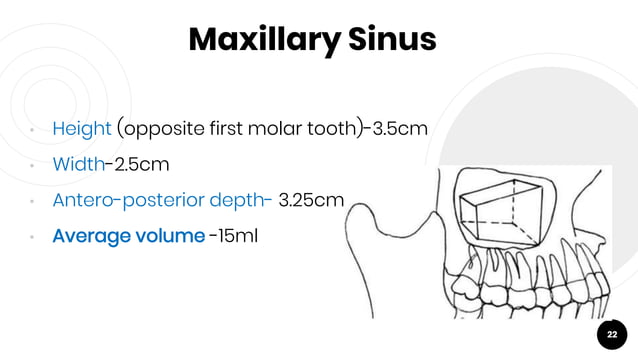 Maxillary sinus imaging | PPTX | Ear, Nose and Throat Conditions | Diseases and Conditions