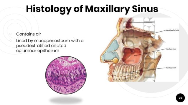 Maxillary sinus imaging | PPTX | Ear, Nose and Throat Conditions ...