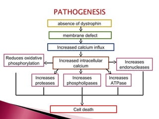 Muscle Dystrophy | PPT