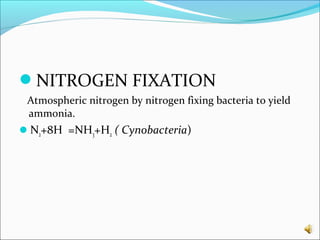 MICROORGANISMS AND NITROGEN CYCLE | PPT