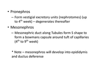 Development of hindgut and urogenital system | PDF