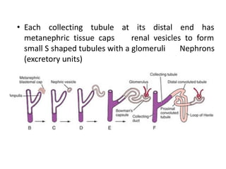 Development of hindgut and urogenital system | PDF