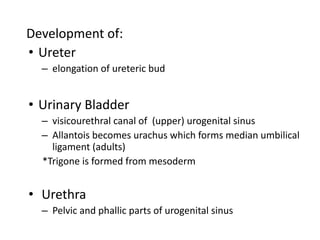 Development of hindgut and urogenital system | PDF