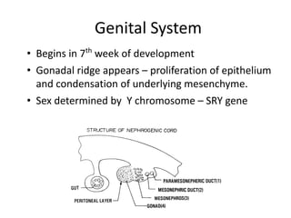 Development of hindgut and urogenital system | PDF