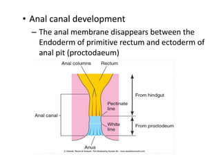 Development of hindgut and urogenital system | PDF