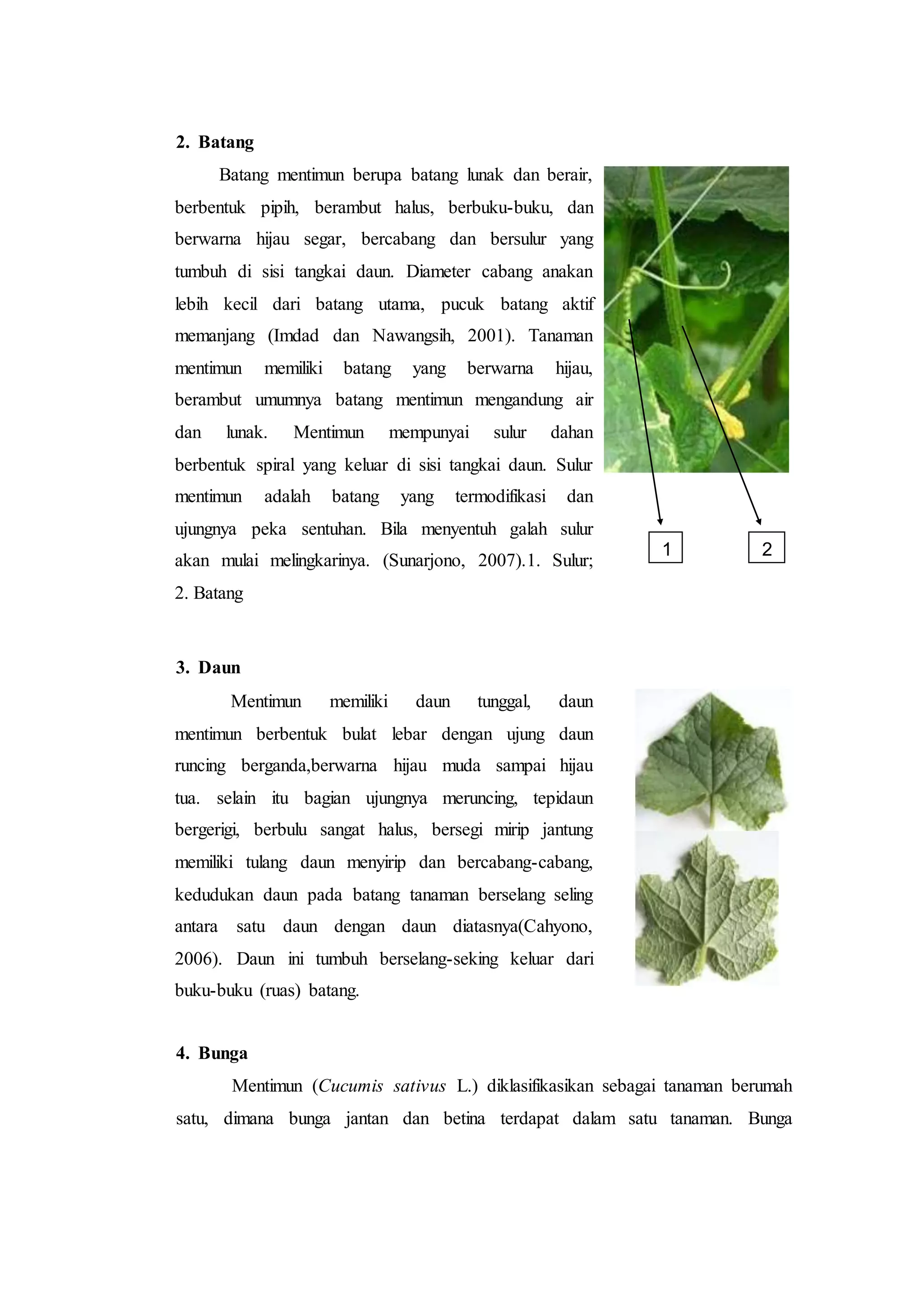 Seminar anatomi tumbuhan buah mentimun | DOCX
