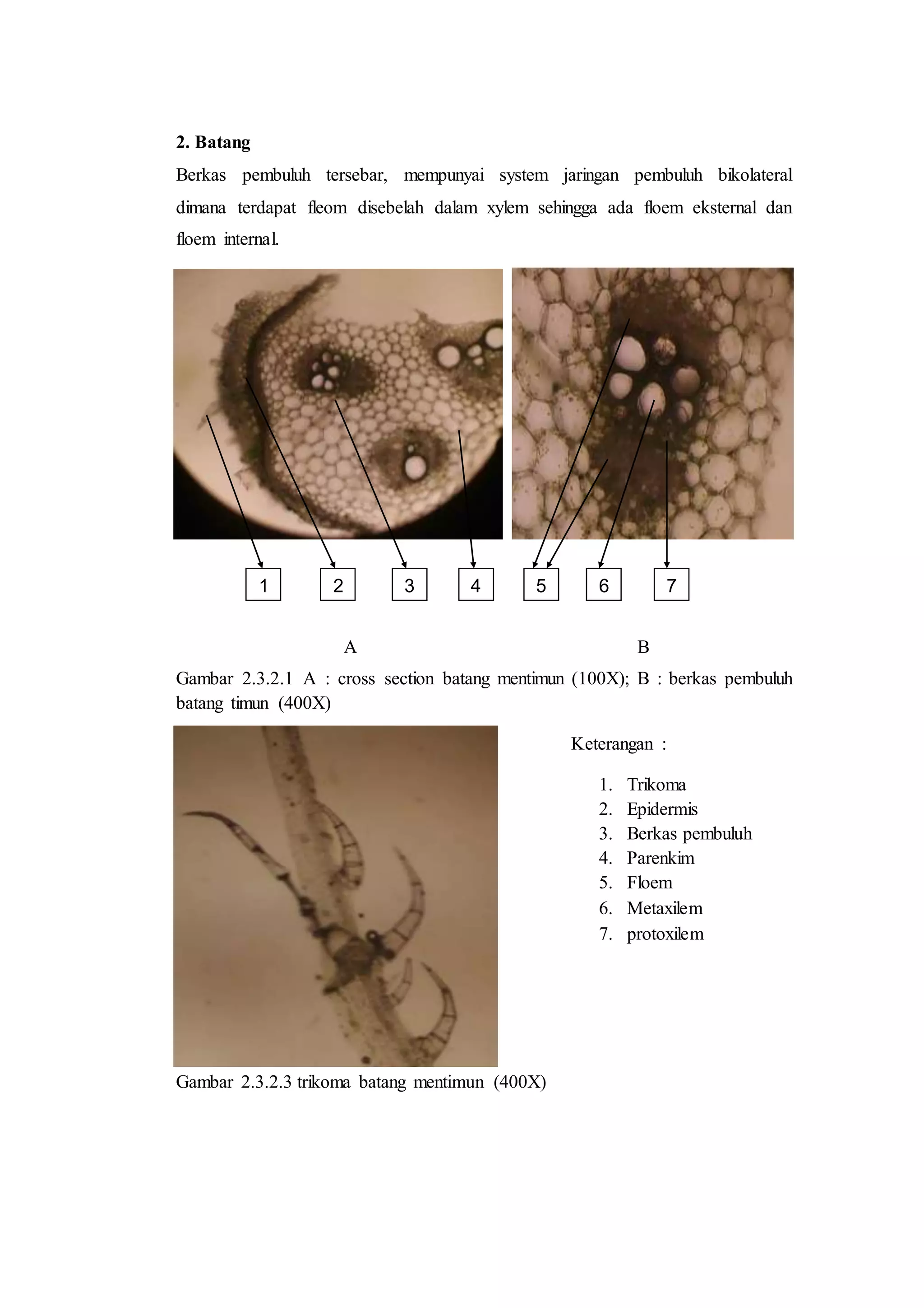 Seminar anatomi tumbuhan buah mentimun | DOCX