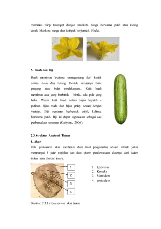 Seminar anatomi tumbuhan buah mentimun | PDF