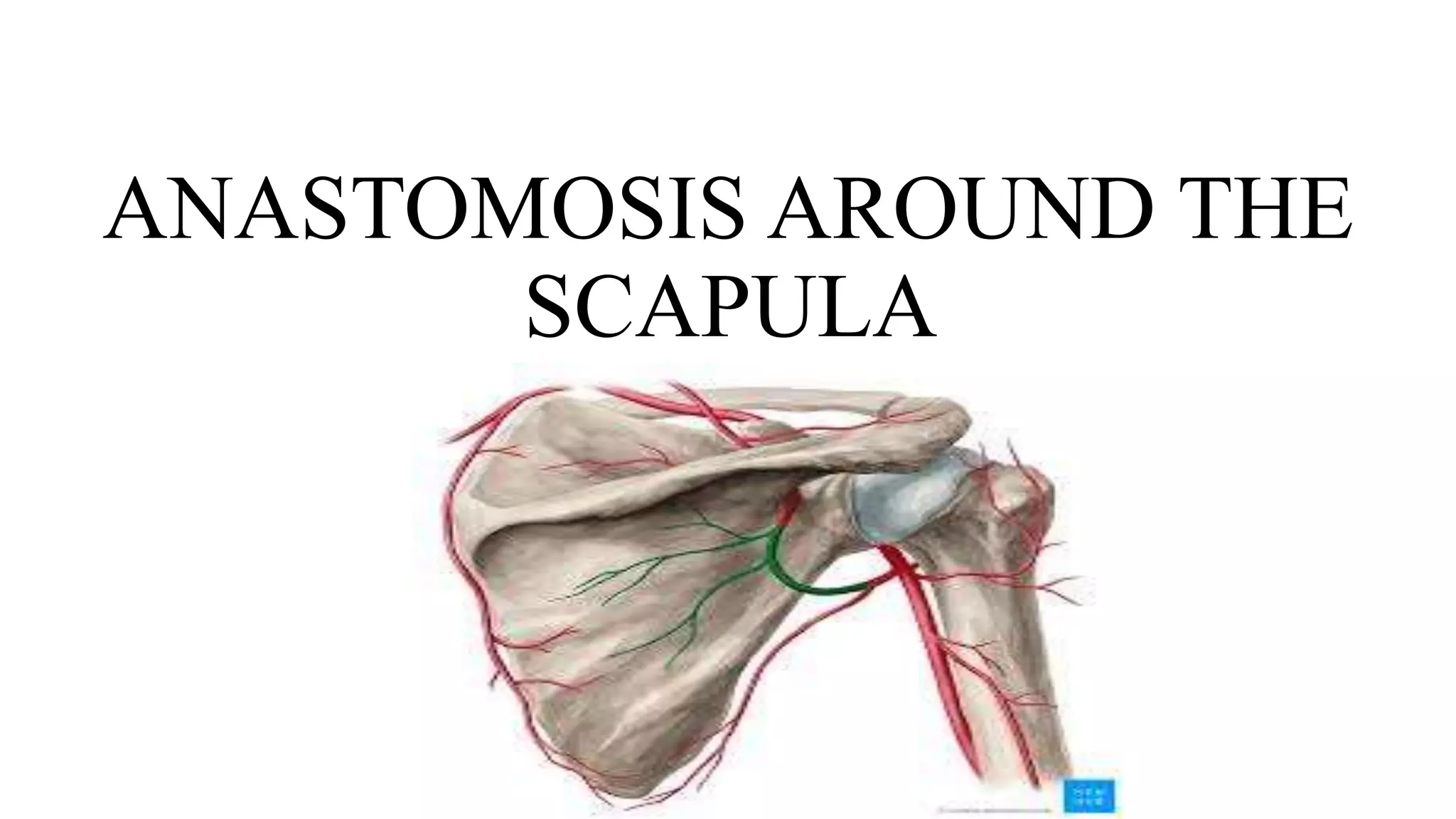 The scapula | PPTX