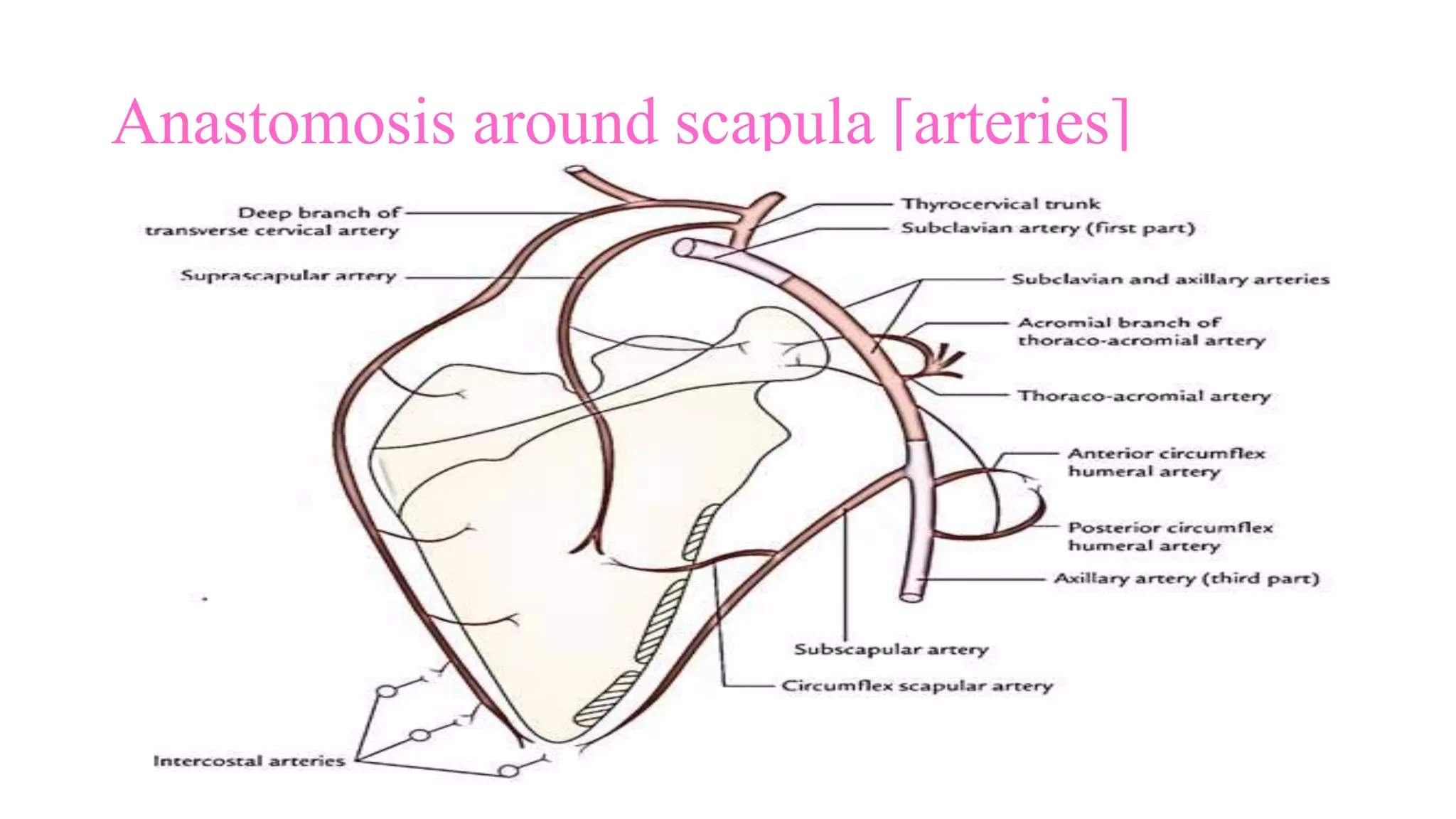 The scapula | PPTX