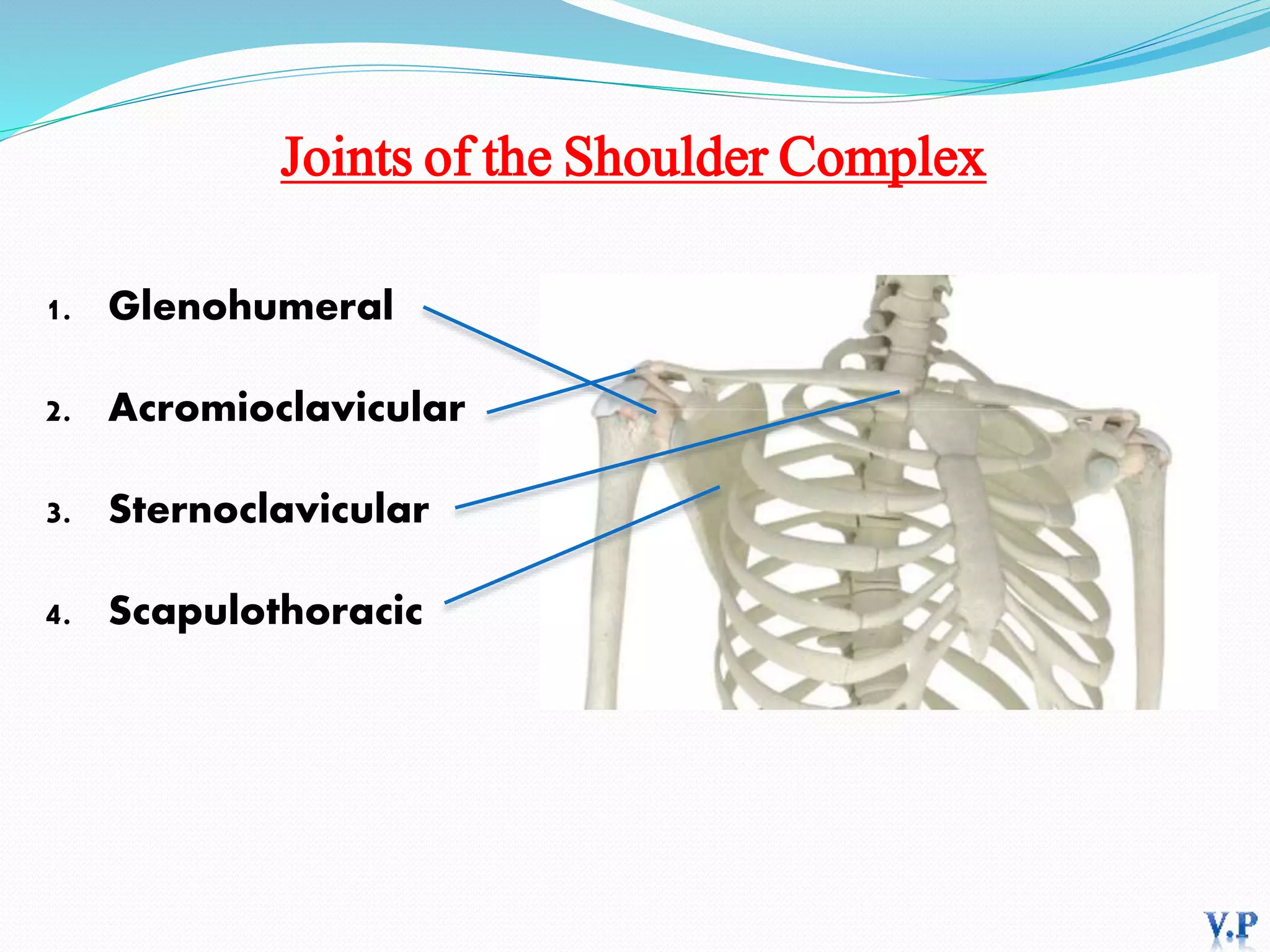 Anatomy of shoulder joint | PPTX