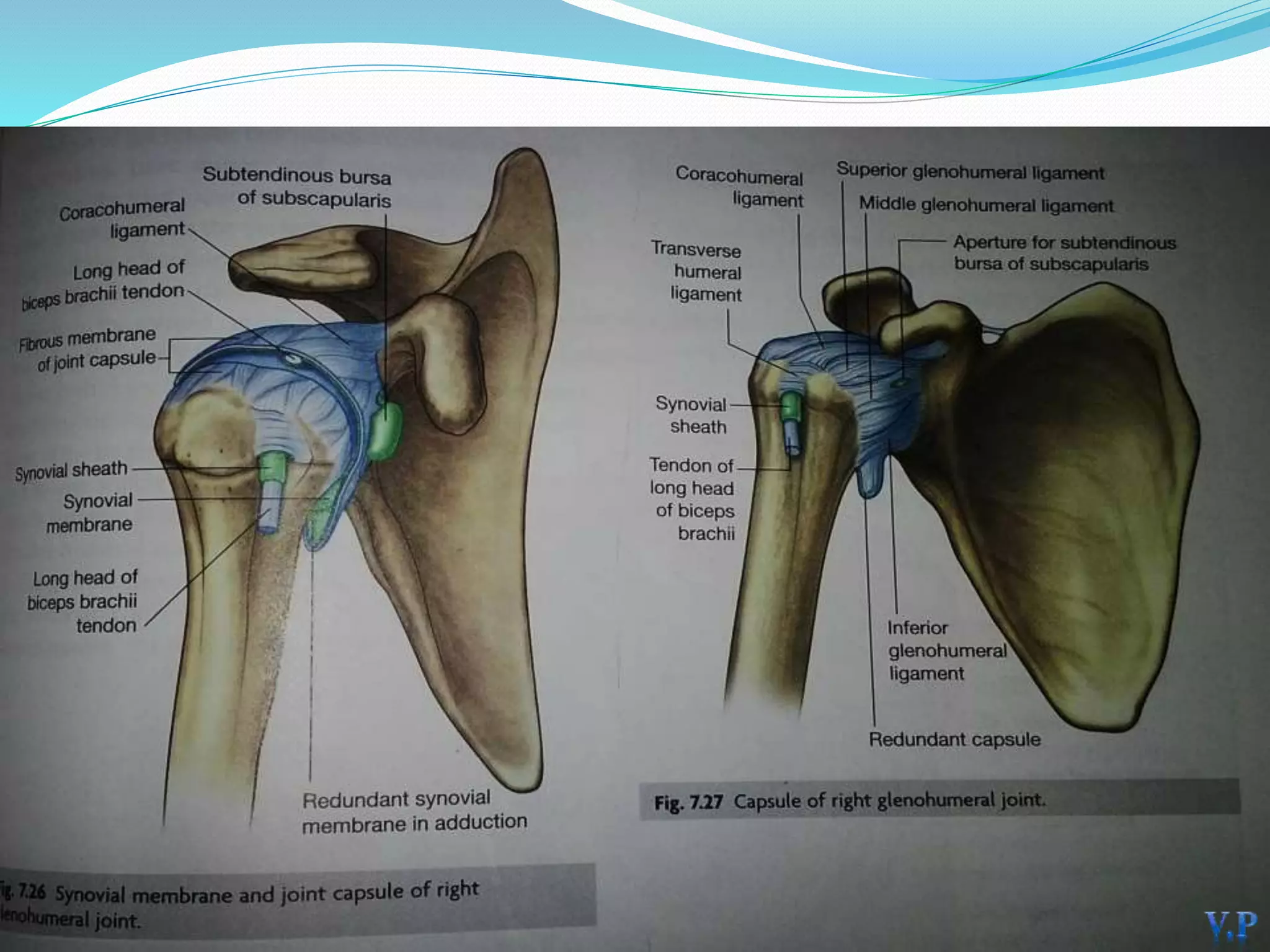 Anatomy of shoulder joint | PPTX