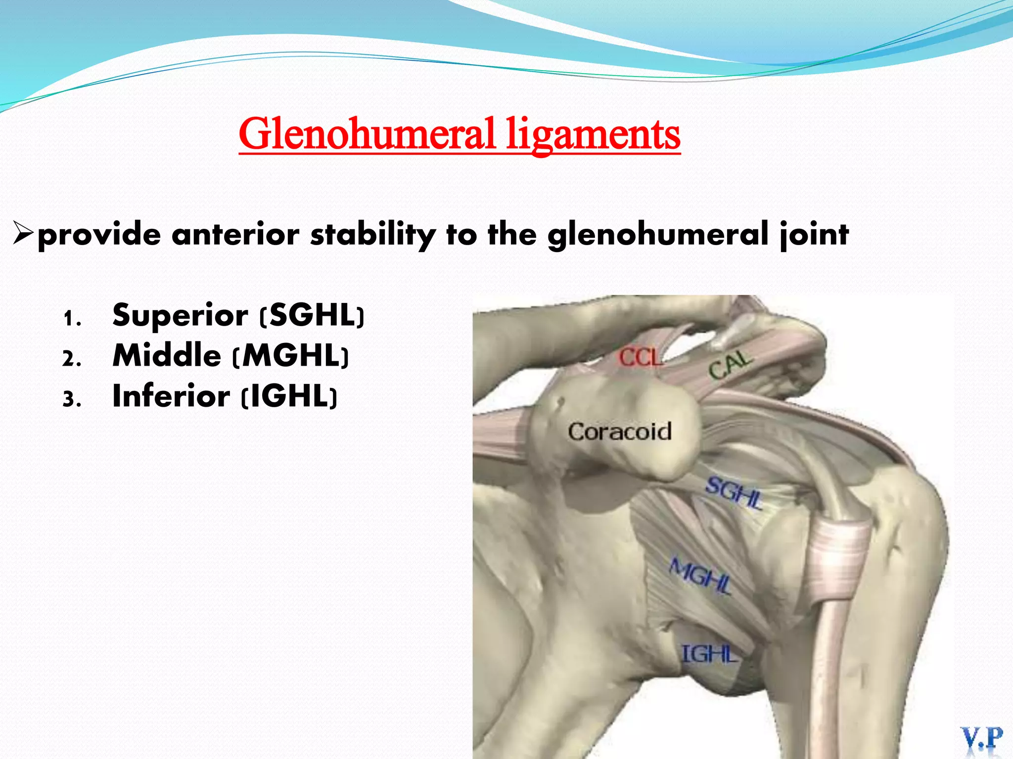 Anatomy of shoulder joint | PPTX