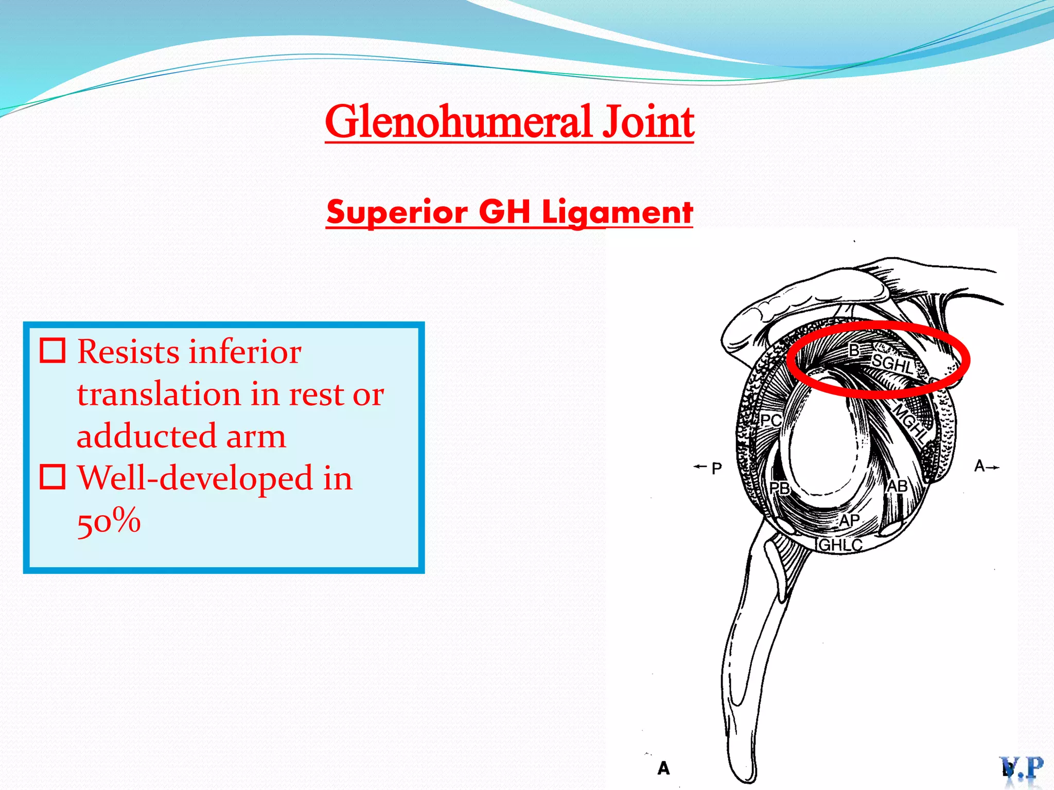 Anatomy of shoulder joint | PPTX