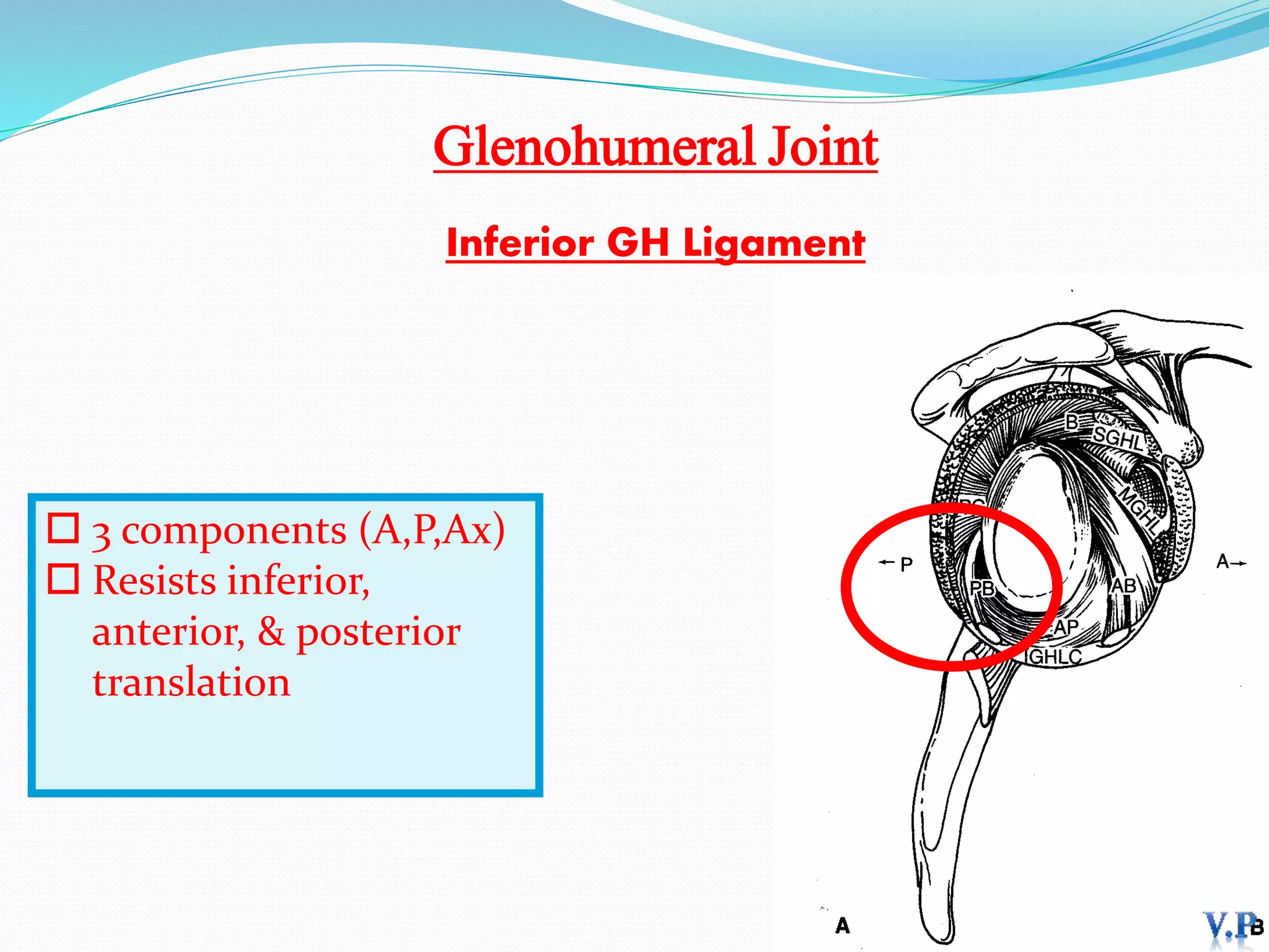 Anatomy of shoulder joint | PPTX