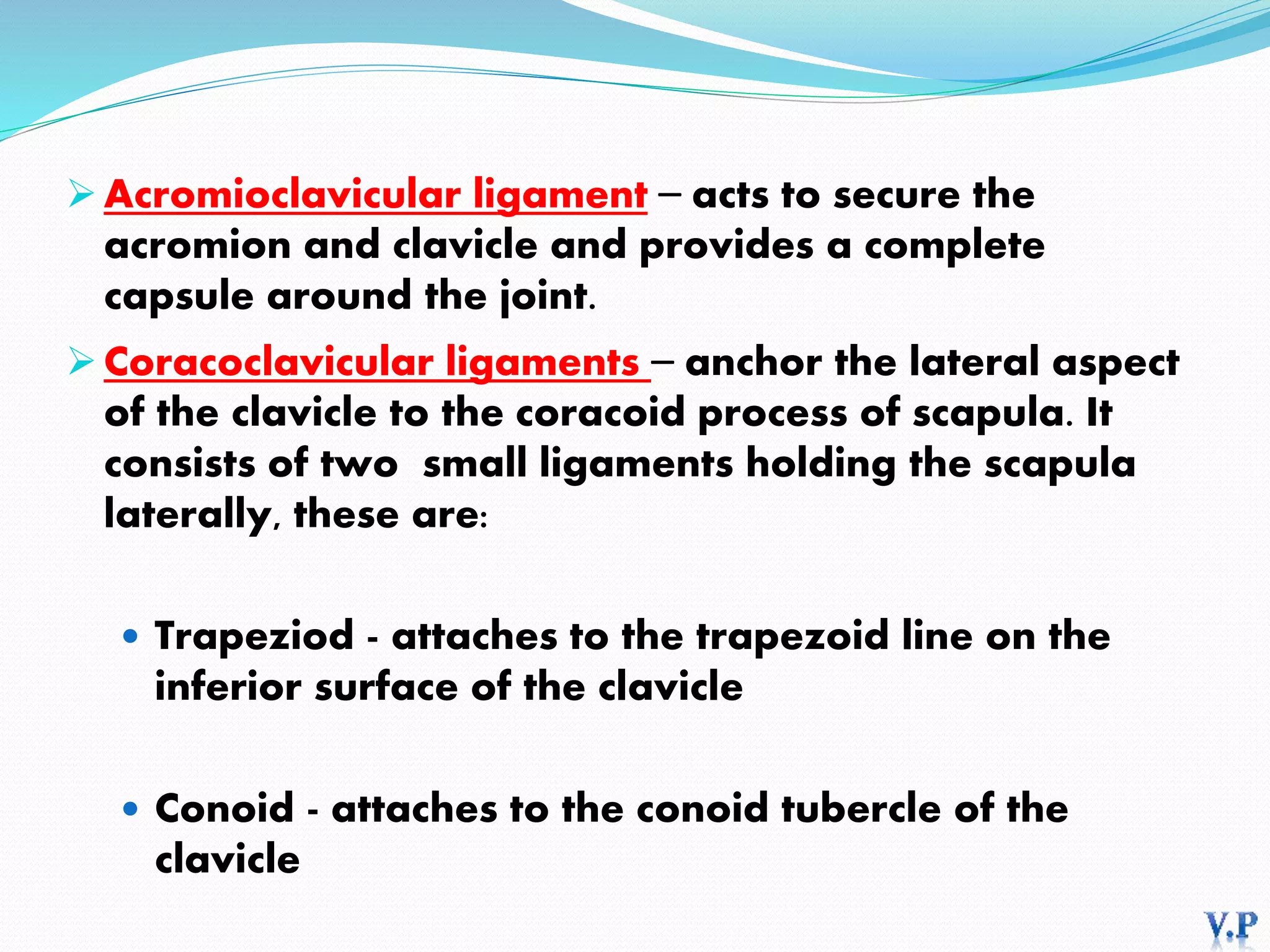 Anatomy of shoulder joint | PPTX