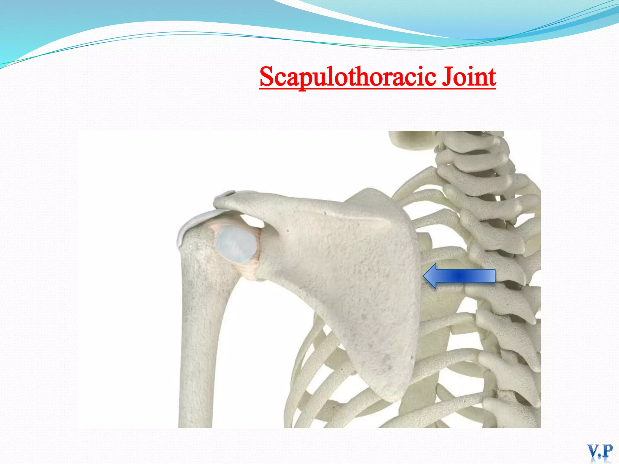 Anatomy of shoulder joint | PPTX