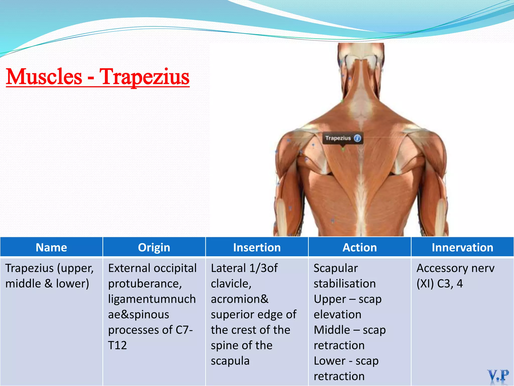 Anatomy of shoulder joint | PPTX