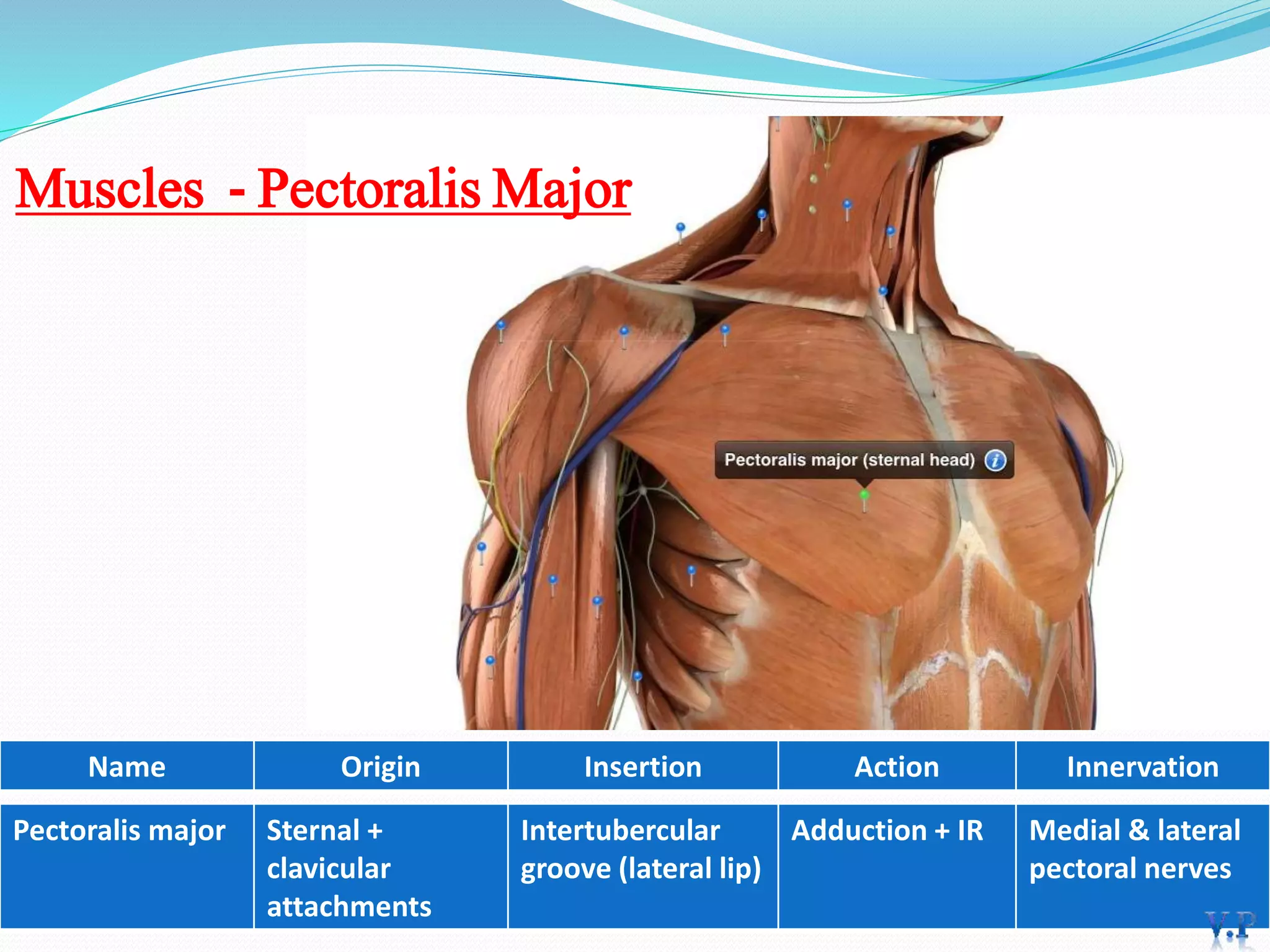 Anatomy of shoulder joint | PPTX