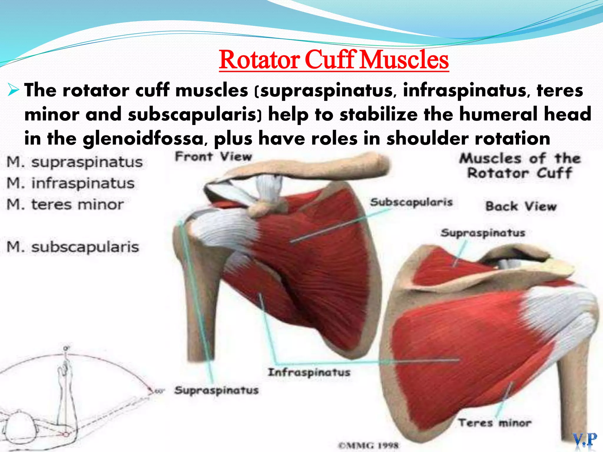 Anatomy of shoulder joint | PPTX