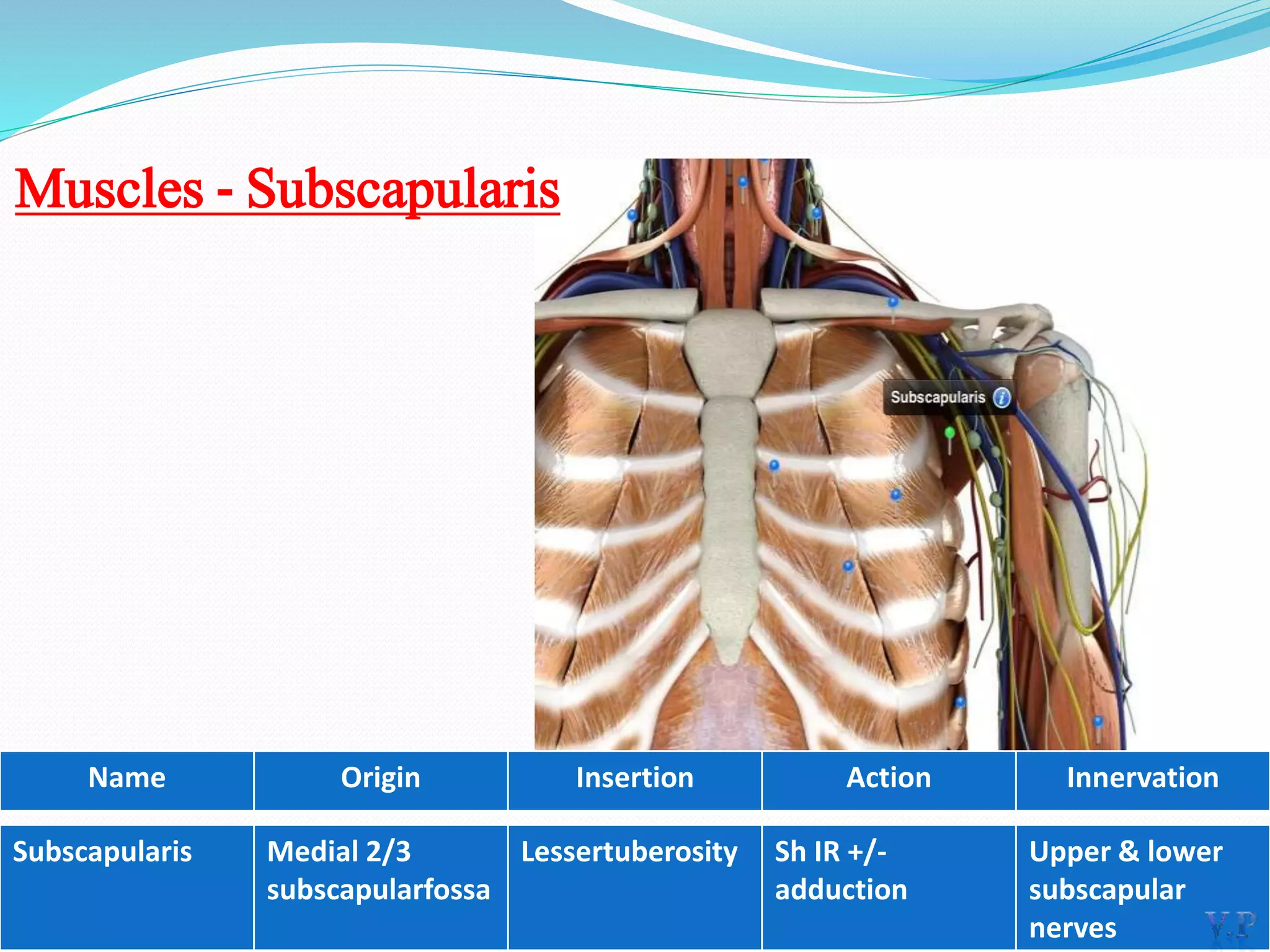 Anatomy of shoulder joint | PPTX