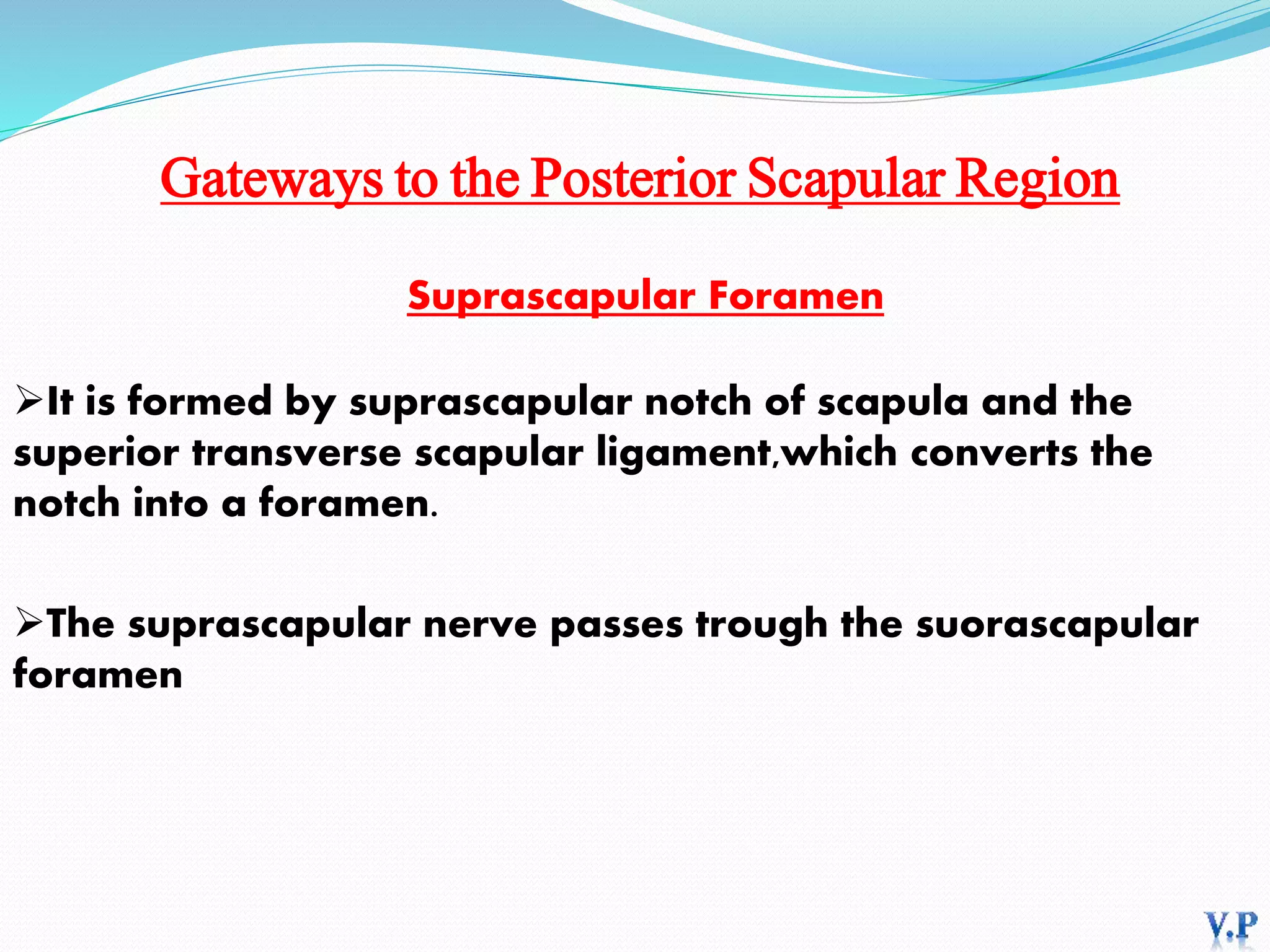 Anatomy of shoulder joint | PPTX