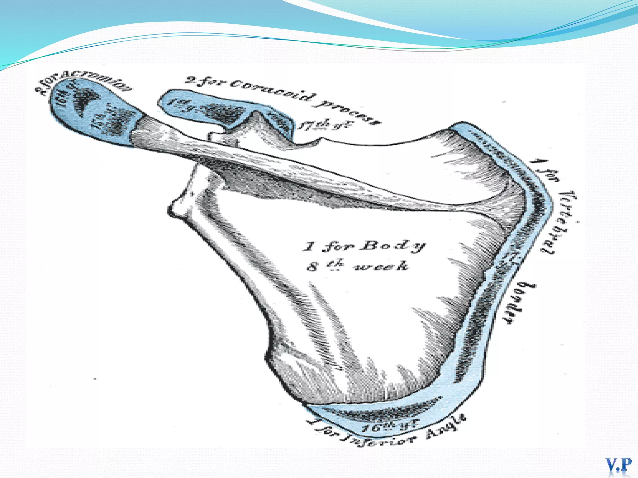 Anatomy of shoulder joint | PPTX