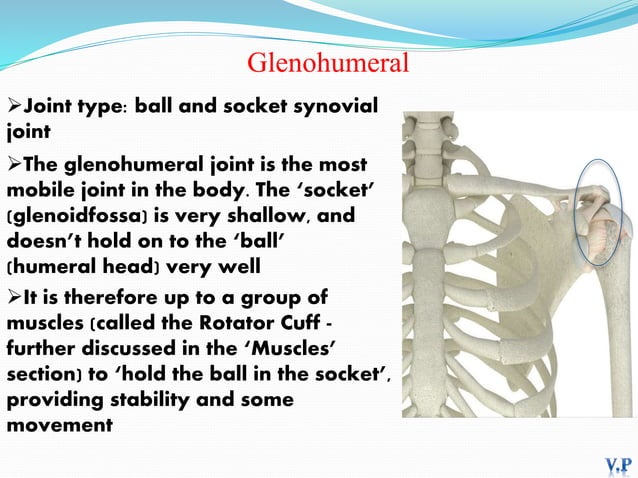 Anatomy of shoulder joint | PPTX