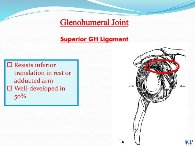 Anatomy of shoulder joint | PPTX