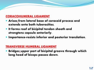 Anatomy of shoulder joint | PPTX