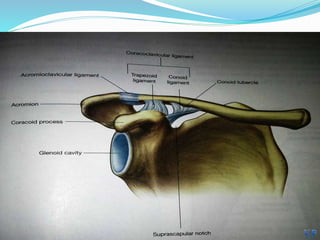 Anatomy of shoulder joint | PPTX