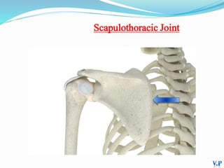 Anatomy of shoulder joint | PPTX