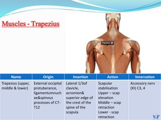 Anatomy of shoulder joint | PPTX