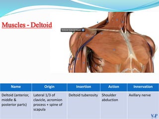 Anatomy of shoulder joint | PPTX