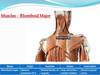 Anatomy of shoulder joint | PPTX