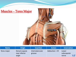 Anatomy of shoulder joint | PPTX