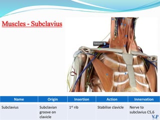 Anatomy of shoulder joint | PPTX