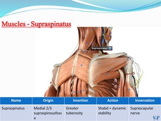 Anatomy of shoulder joint | PPTX
