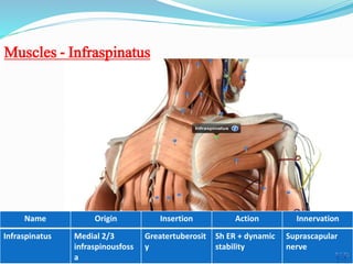 Anatomy of shoulder joint | PPTX