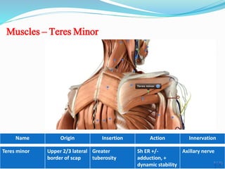 Anatomy of shoulder joint | PPTX