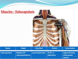 Anatomy of shoulder joint | PPTX