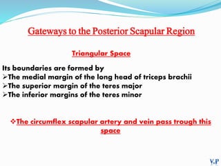 Anatomy of shoulder joint | PPTX