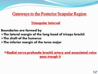 Anatomy of shoulder joint | PPTX