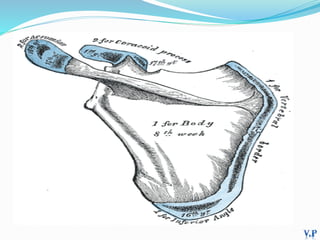 Anatomy of shoulder joint | PPTX