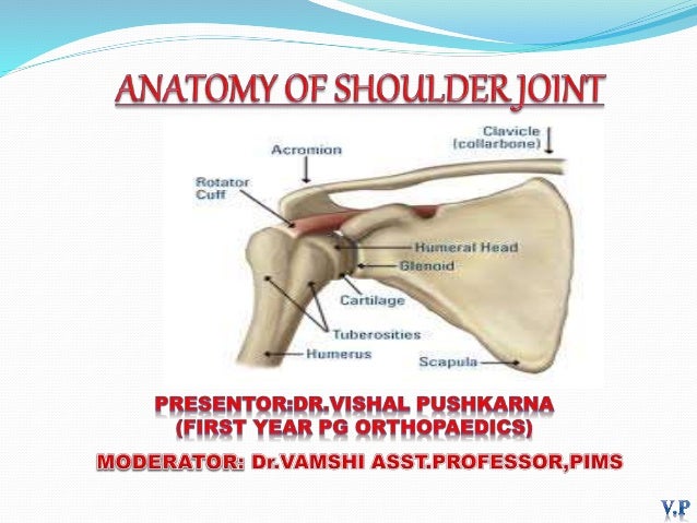 Anatomy Of Shoulder Joint Anatomy Of Shoulder Joint