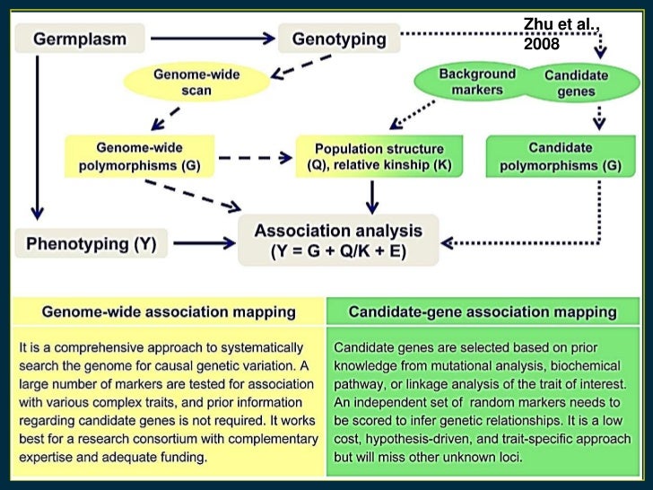 Association Mapping