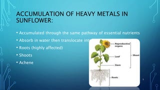 Heavy metal accumulation in sunflower | PPTX