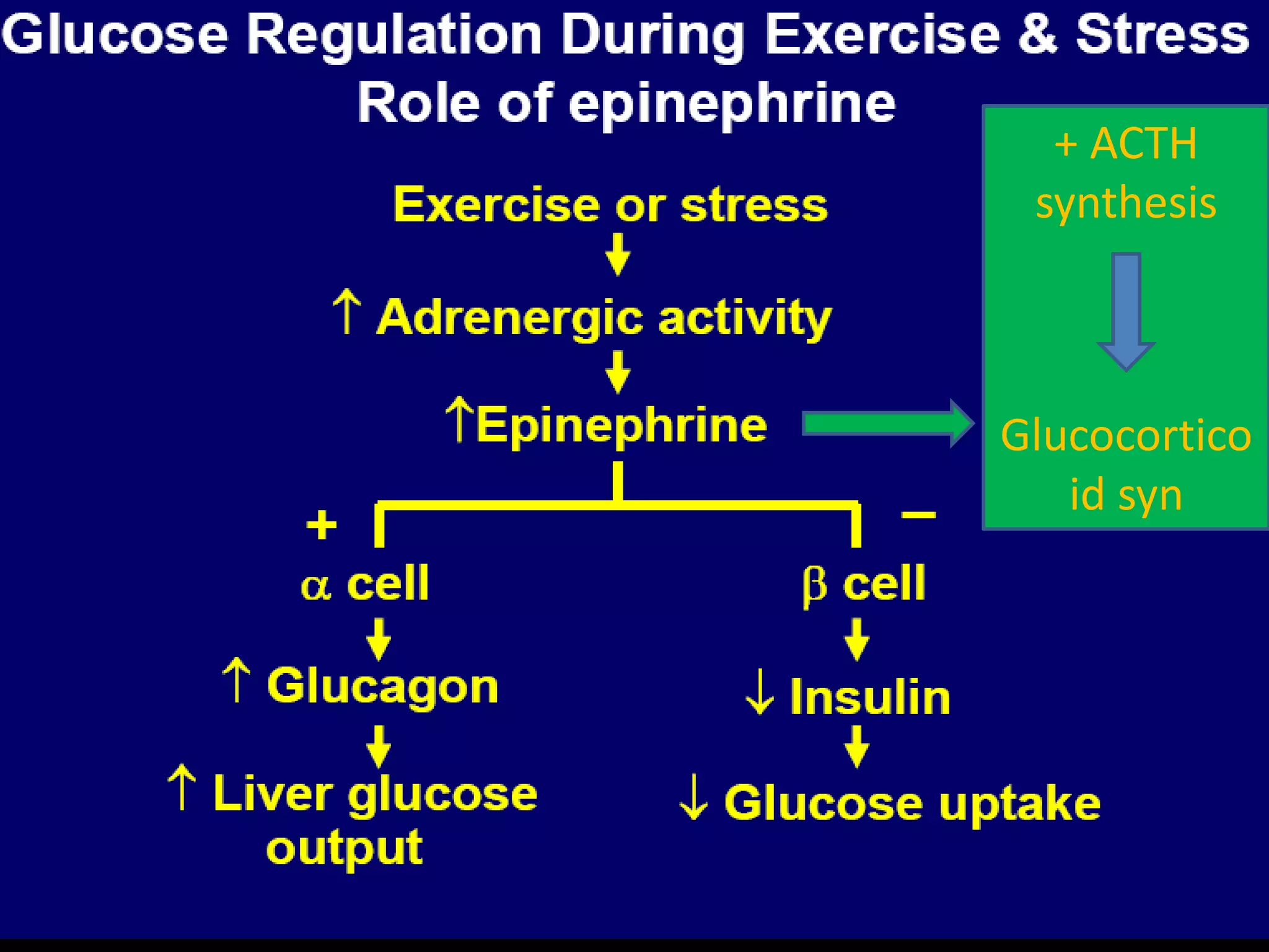Seminar blood glucose regulation | PPT